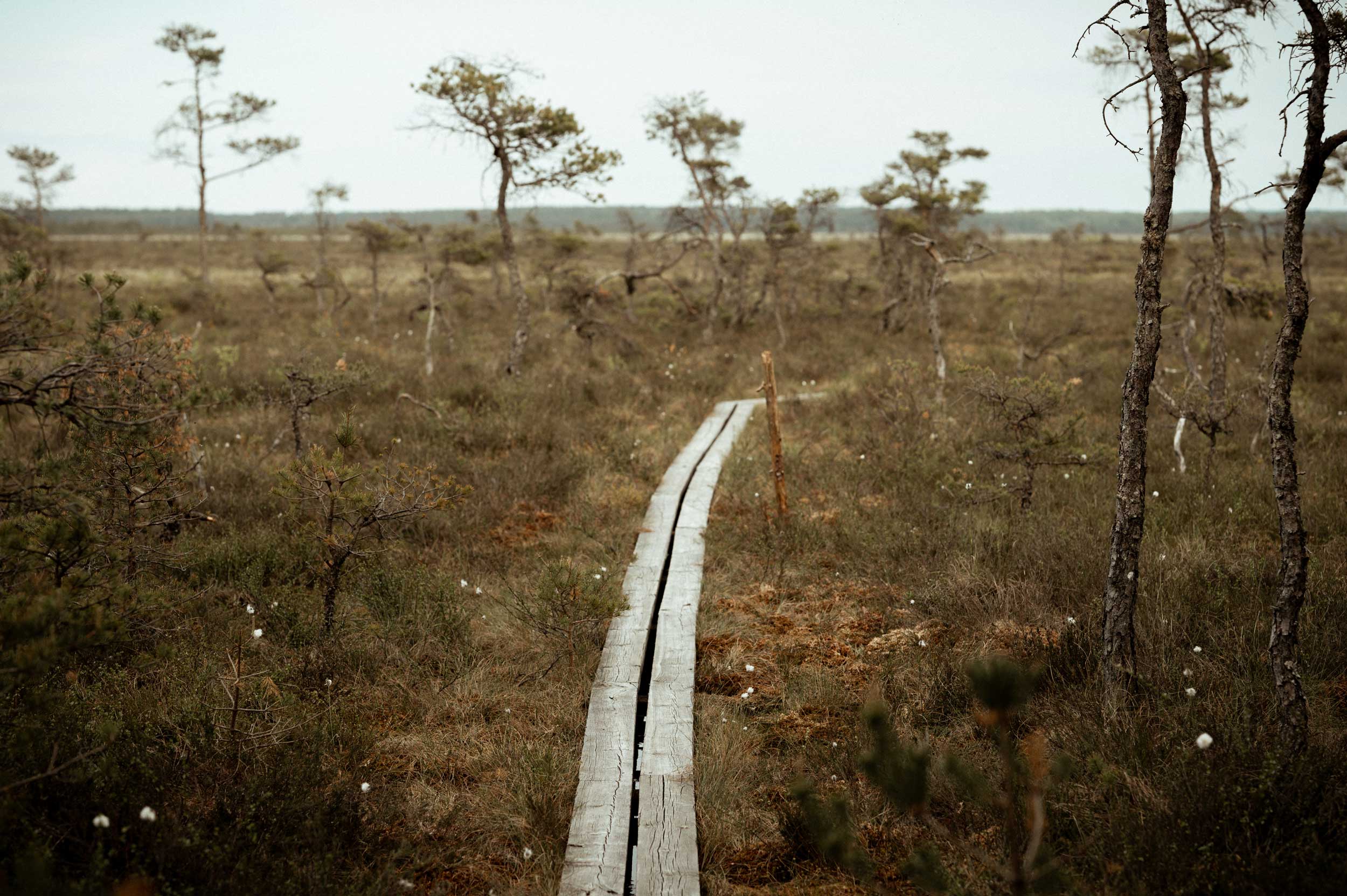Store Mosse - the largest swamp in southern Sweden » LikeSweden.com